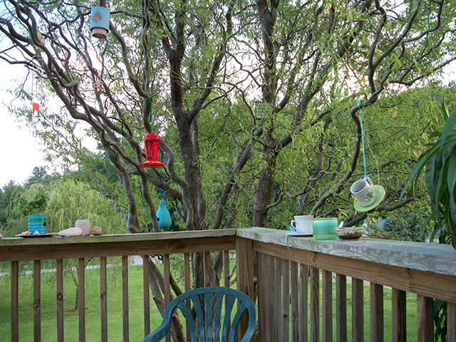 How to Replant (Dead) Willows: Lazarus Trees – Mike Jackman, Words & Music